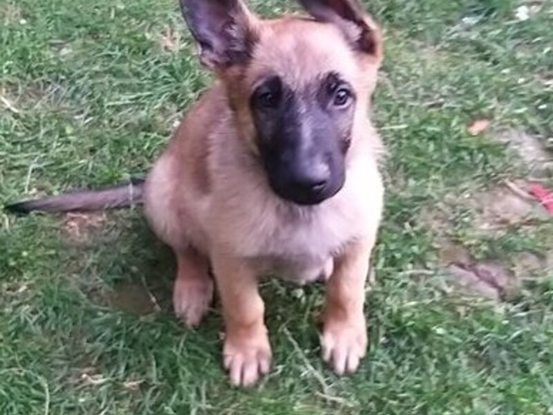 Vand pui Malinois. Sunt un pui de malinois frumusel - anuntul.ro